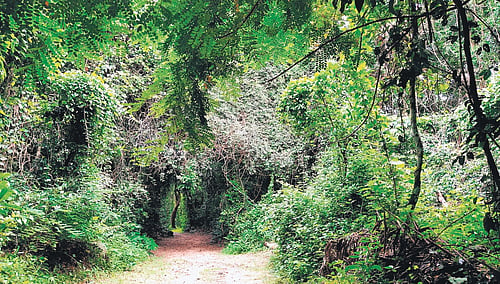Sacred groves in Chengottukavu panchayat unveil hidden treasures