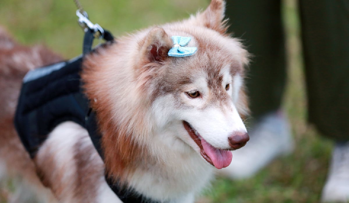 Licence to be must for dog owners, breeders in Kerala