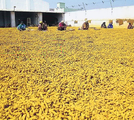 National Turmeric Board in Nizamabad becomes a reality