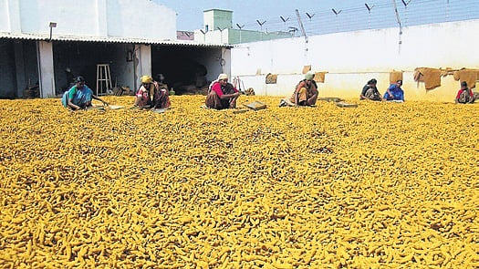 National Turmeric Board in Nizamabad becomes a reality