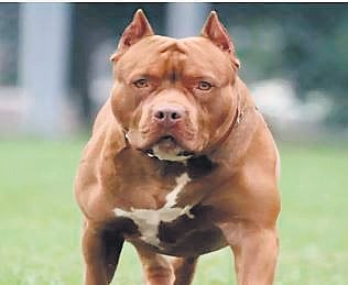 India implements ban on ferocious dog breeds as pets: Mixed reactions ...