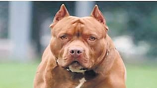 Karnataka HC stays circular banning 23 ferocious dogs