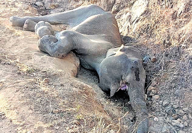 Elephant dies after falling into trench
