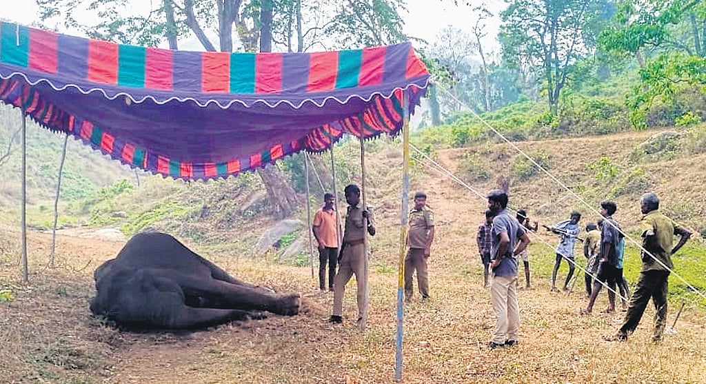 Jumbo Saratha, who spent six decades in TN's Kozhikamuthi camp, passes away
