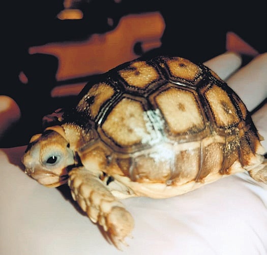 Cop held for smuggling animals in Chennai