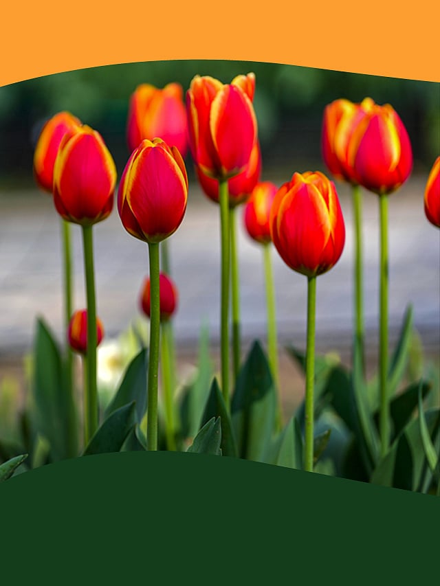 An enchanting view of the blooming tulips in Srinagar