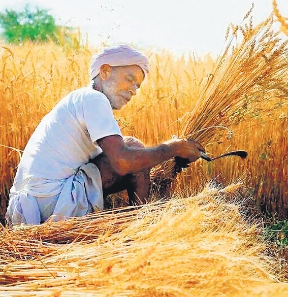 Advisory issued to wheat farmers to protect crop from heatwave conditions