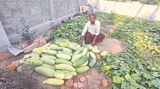 Sweet summer success: Kerala farmers see surge in snap melon