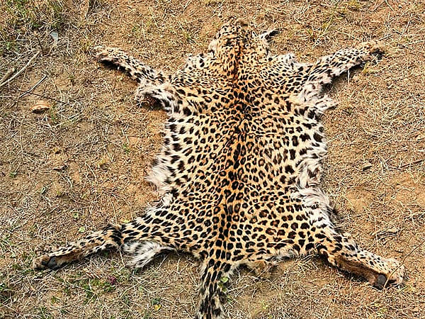 11 held with 2 leopard skins in Rayagada