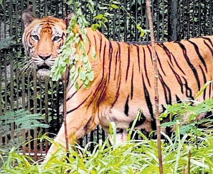 City zoo says goodbye to its second oldest tiger Manu