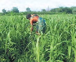 Andhra Pradesh: Pre-Monsoon Dry Sowing concept yields positive results