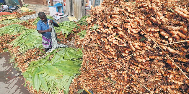Erode farmers stock up turmeric seeds, keep fingers crossed for rain