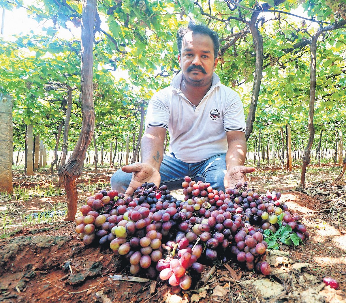 It’s a sour season for grape farmers in Tamil Nadu