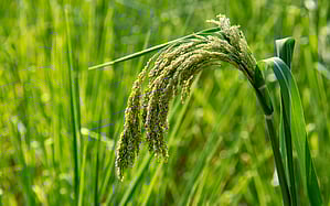 ICRISAT reveals digital tools to fight red palm pest