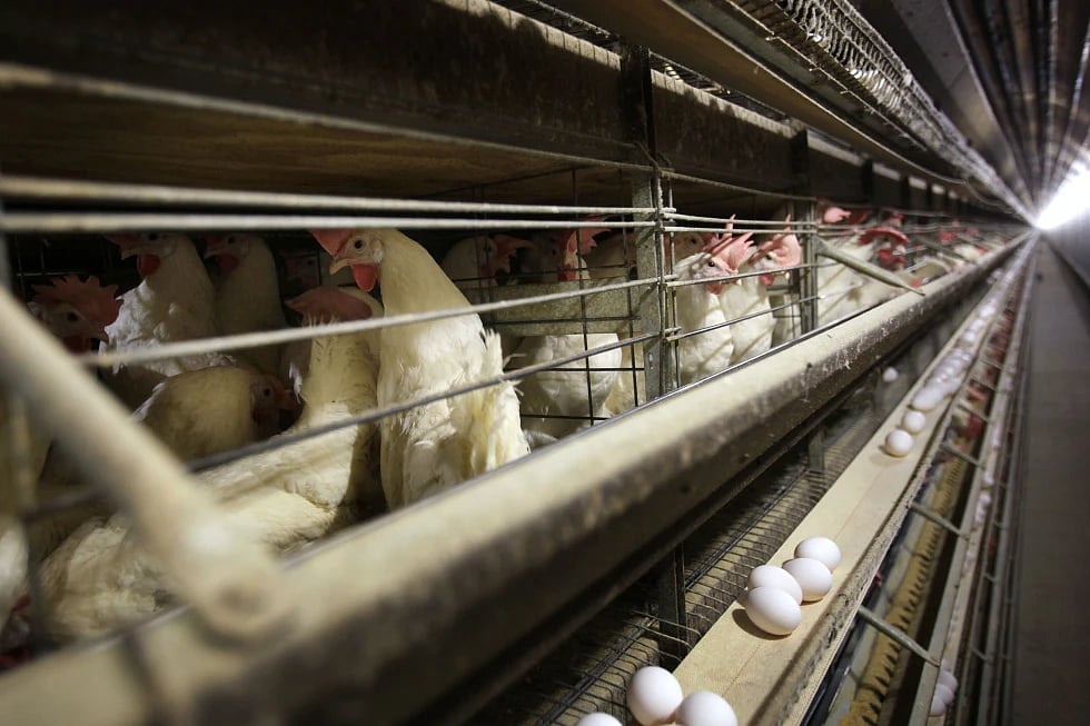 Iowa Egg Farm Hit by Bird Flu: 4.2 Million Chickens to be Culled