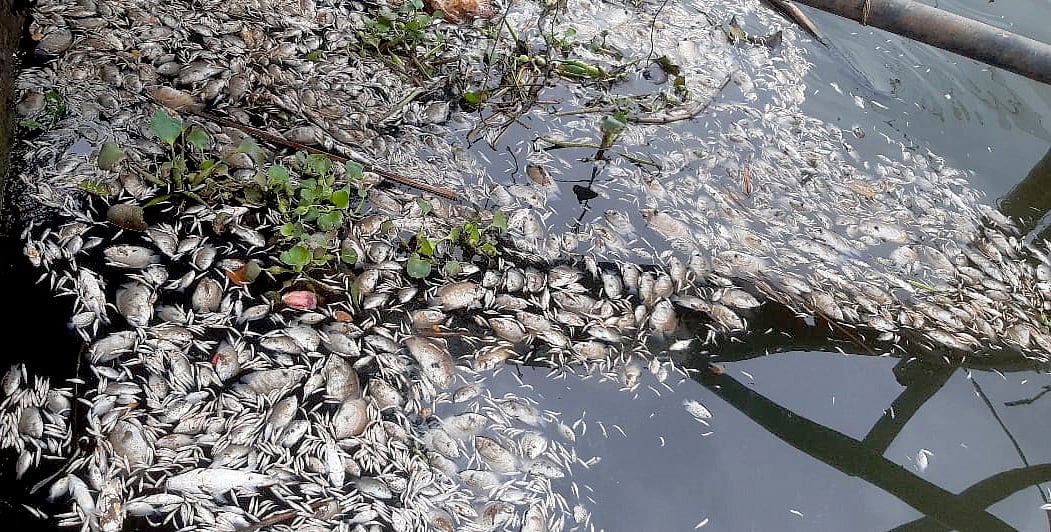 Fish kill in Kerala: Sub collector’s report blames PCB for failure to ...