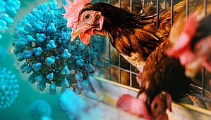 First human case of 'bird flu' reported in Australia in a child who ...