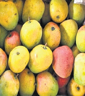 The benefits of the magical mango