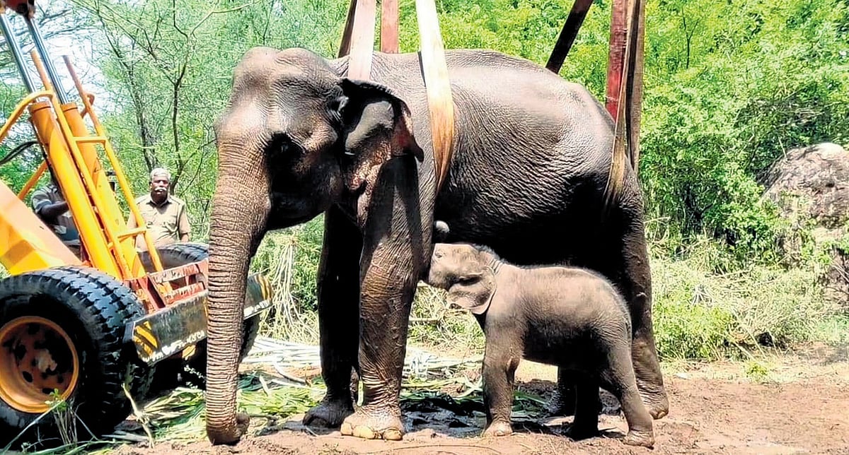 Tamil Nadu: Sick elephant responding well to treatment
