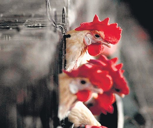 15 chickens found dead, Krishnagiri man says neighbour poisoned them
