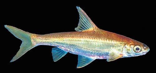 Survey by forest dept reveals Catfish posing threat to native species ...