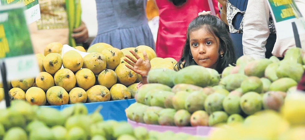 Sour mangoes: AP farmers struggle as prices crash, despite govt ...