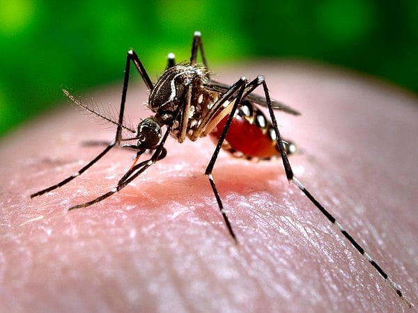 426 dengue cases in Krishnagiri so far, highest in five years
