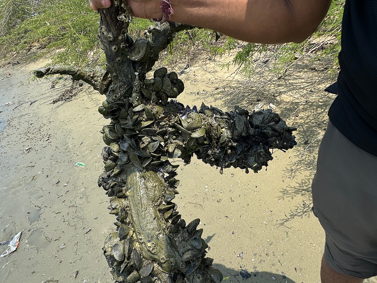 TN govt to form expert committee to deal with charru mussel invasion in ...