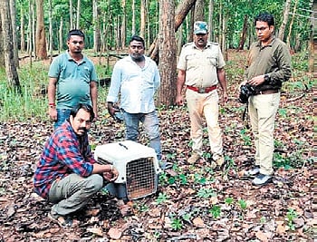 Pangolin fitted with tracker released in STR