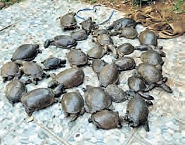 Andhra Pradesh: 397 turtles rescued, two smugglers at large