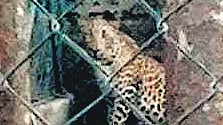 Leopard enters school, attacks man in TN's Tirupattur; Steps on to ...