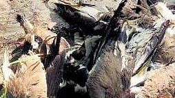 Bird flu concern spreads as crows, cranes found dead in Kerala's ...