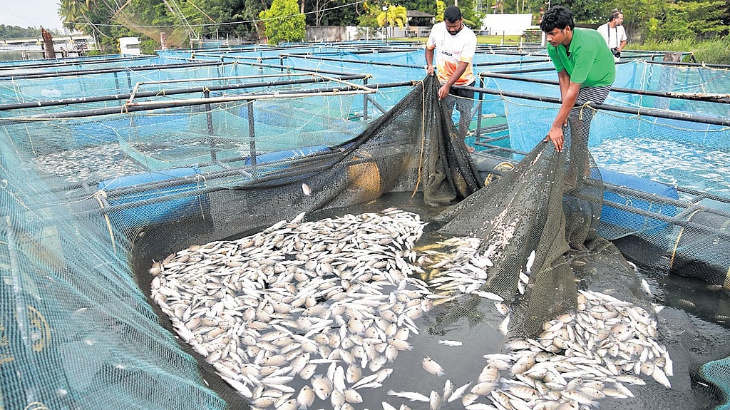 College of fisheries, Mangaluru develops chrome-free eco-friendly ...