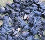 Kerala bird flu: Crows found dead in Alappuzha