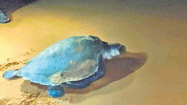 Failed Olive Ridley turtle nesting sparks conservation lessons in Kerala