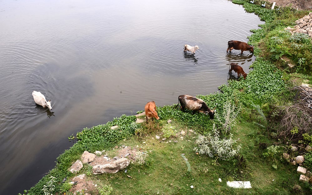 Regularise grazing land owned by government: Chennai Velachery MLA J M ...