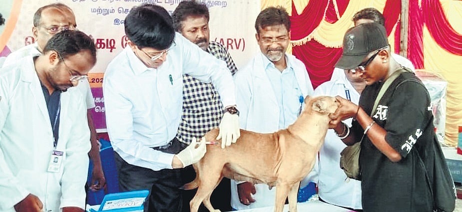 Chennai corporation to administer six-in-one vaccination for all stray dogs