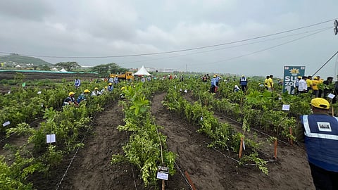 India’s cleanest city Indore sets new world record by planting 11 lakh ...