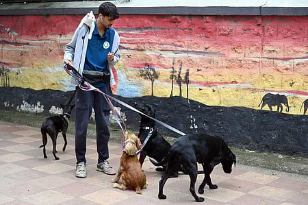 Coexisting with wild animals is possible