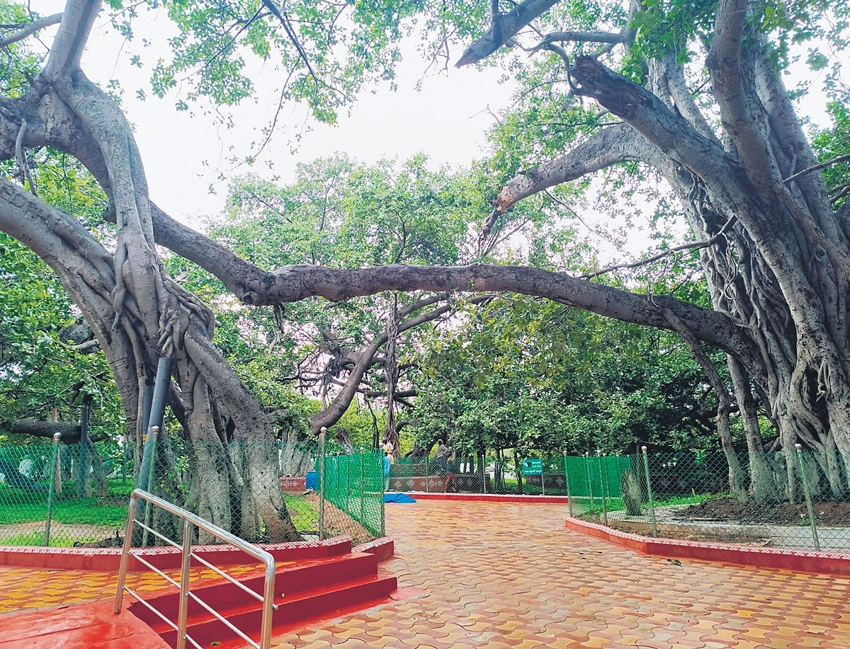 700-yr-old tree in Telangana to open to public soon