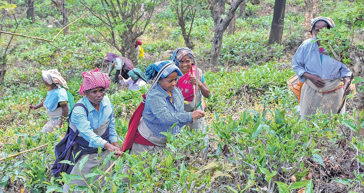 Decks cleared for winding up operations at Manjolai tea estate as ...