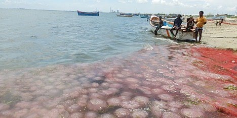 Venomous box jellyfish spotted in Gulf of Mannar