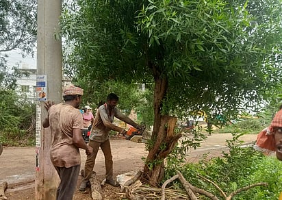 Kakinada Municipal Corporation takes up axing of Conocarpus trees to ...
