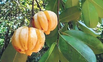 A tropical fruit with culinary secrets