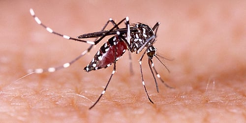 18K dengue cases, but no need for panic, says DPH TS Selvavinayagam