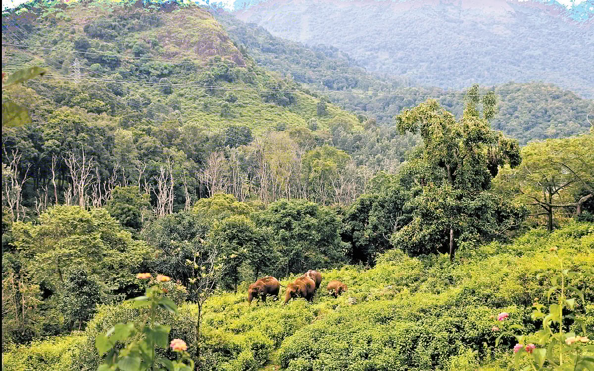Formulate plans to arrest rapid forest degradation