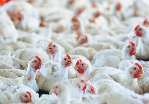 Panel suggests curbs on poultry farms in Kerala's Avian Flu epicentres ...
