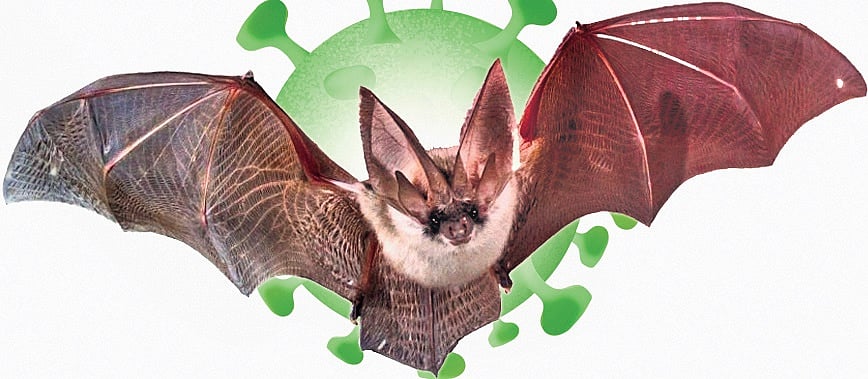 Covid-19 virus widespread in wildlife, find scientists