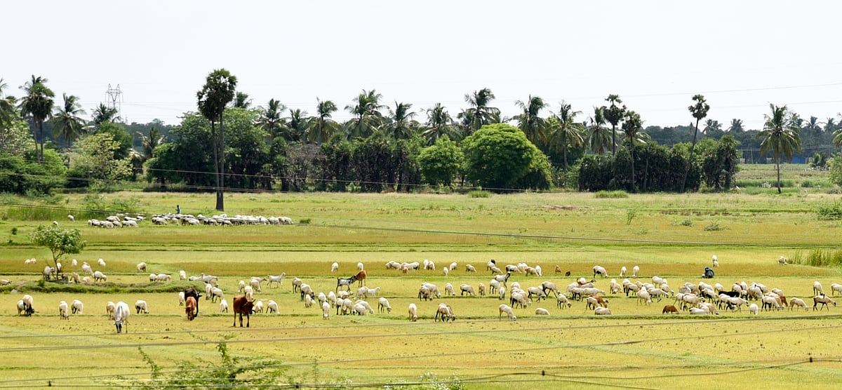 Satellite survey in Odisha detects forged registration of 19 lakh plots ...