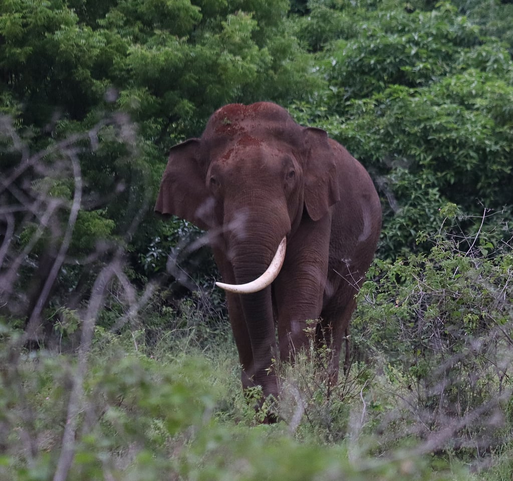 Man-animal conflict: Andhra govt forms Elephant Task Force